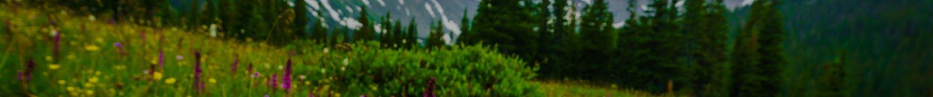 header about | Greenfields Cannabis Co